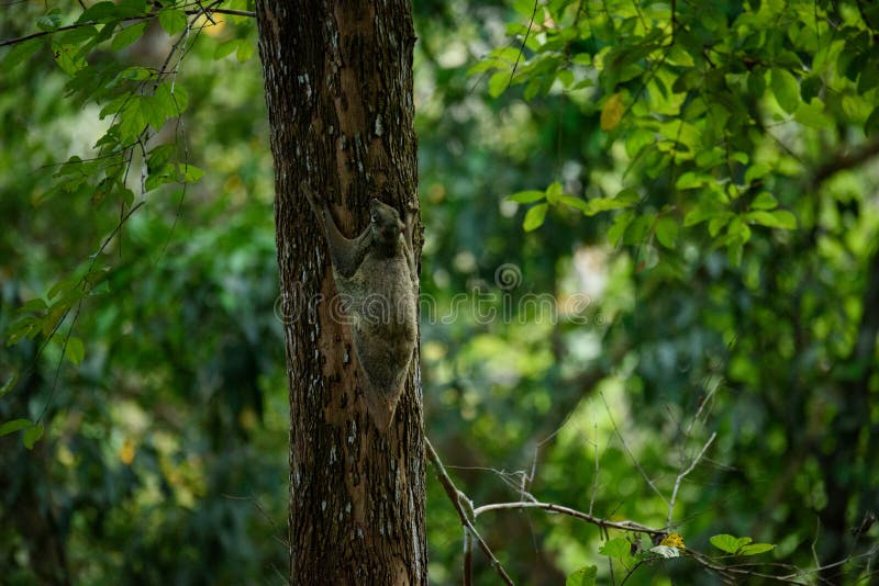 Cynocephalus Variegatus (Dermoptera) in Nature Stock Image - Image of ...