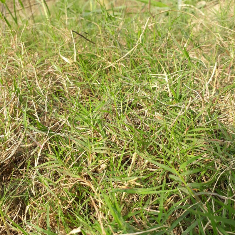 Cynodon Dactylon, Commonly Known As Bermuda Grass, Stock Photo - Image ...