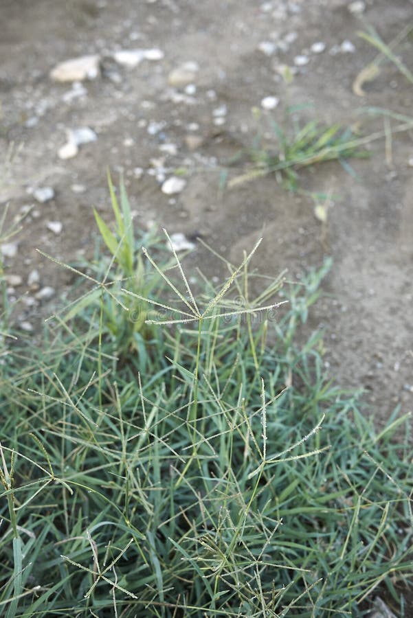 Cynodon dactylon plants stock image. Image of dactylon - 132275513