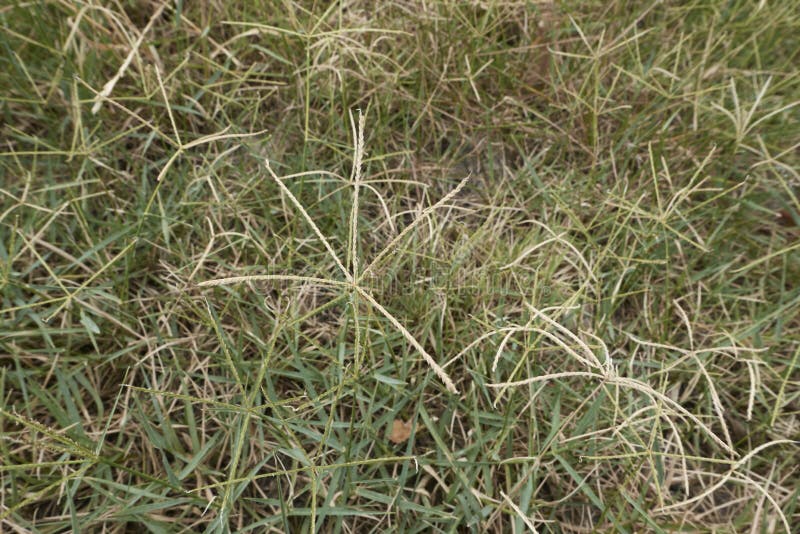 Cynodon Dactylon Grass in Bloom Stock Photo - Image of cynodon, bahama ...