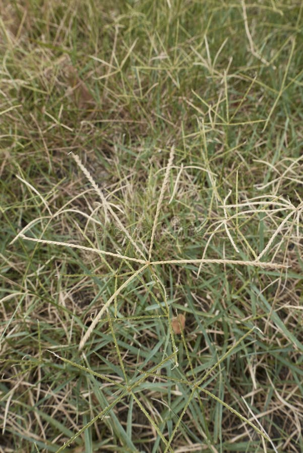 Cynodon Dactylon Grass in Bloom Stock Photo - Image of dogs, flora ...