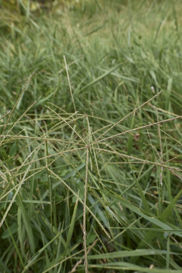 Cynodon Dactylon Herbe En Fleurs Image stock - Image du flore, nature ...