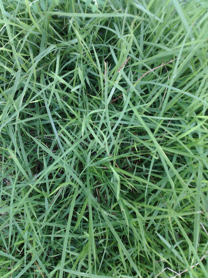 Cynodon dactylon stock photo. Image of flower, beauty - 30053026