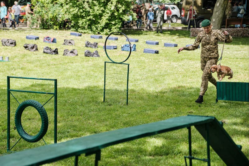 Cynologist with a Dog. Service Dog Breed English Cocker Spaniel Dog ...