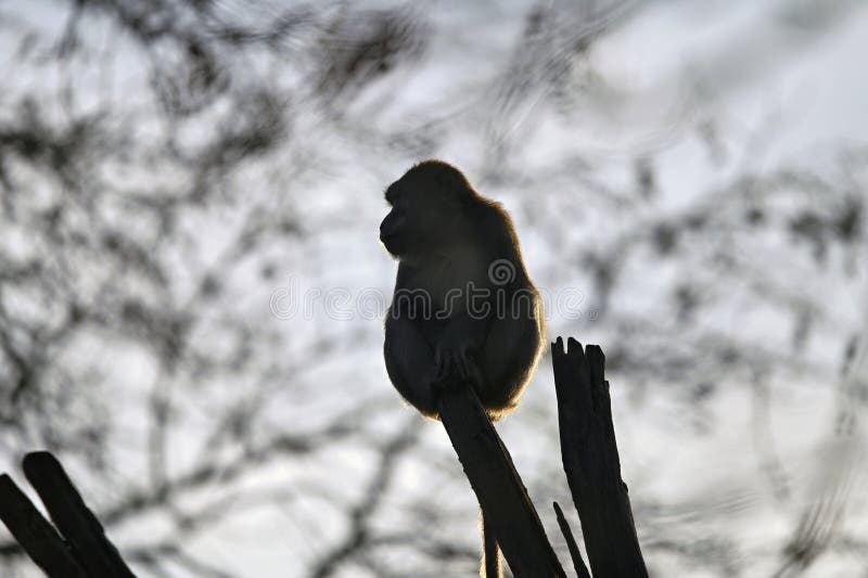 Cynomolgus Monkey on the Top of a Tree Stock Image - Image of wing ...