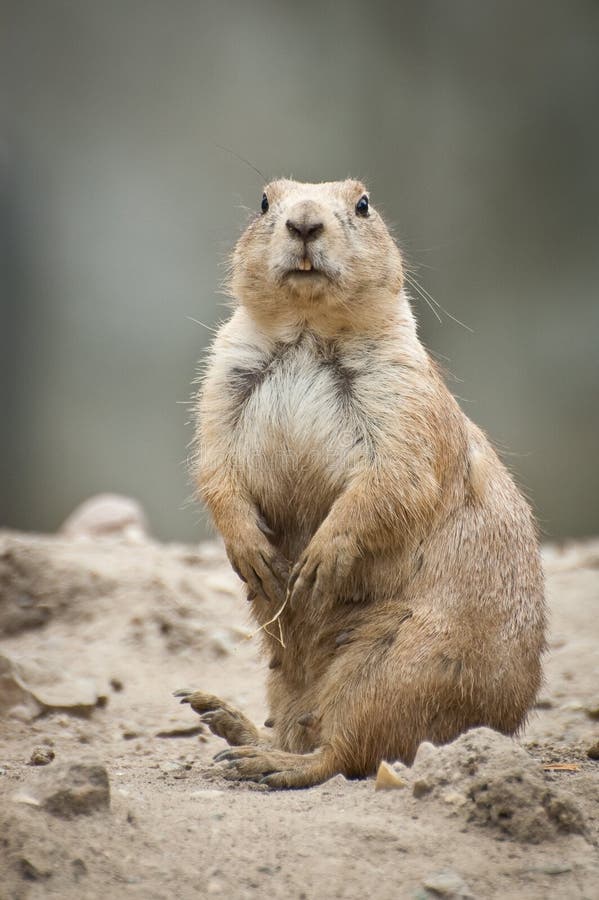 Prarie Dog stock photo. Image of prudent, tailed, tree - 1220242
