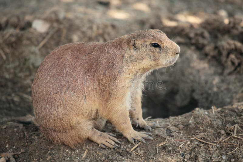 Cynomys stock photo. Image of animal, habitat, mammal - 32993194