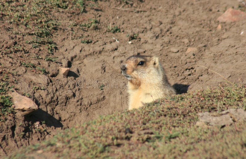 Cynomys (Prairie Dog),groundhog, Gopher Stock Image - Image of gopher ...