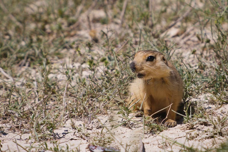 Cynomys (Prairie Dog),groundhog, Gopher Stock Photo - Image of ...