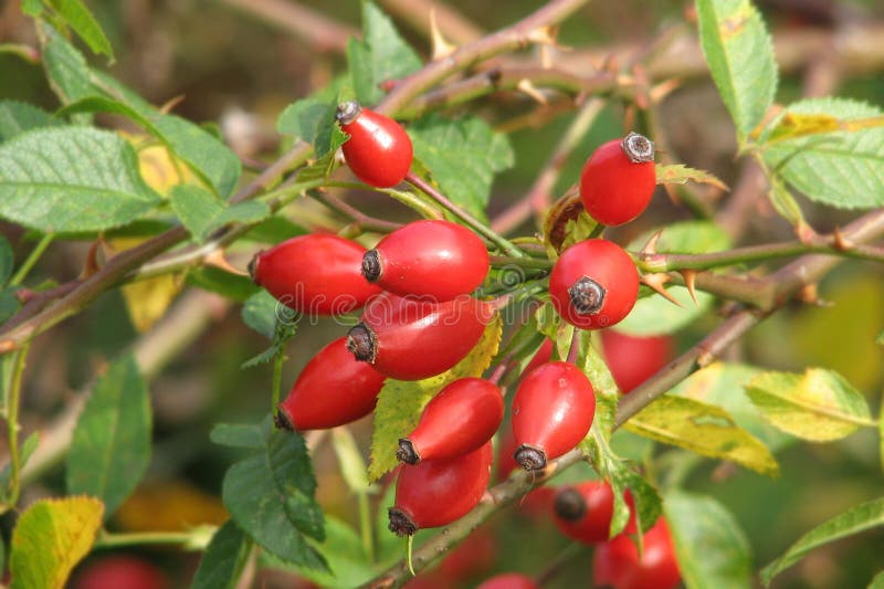 2,633 Photos de Fleur De Cynorrhodon - Photos de stock gratuites et ...