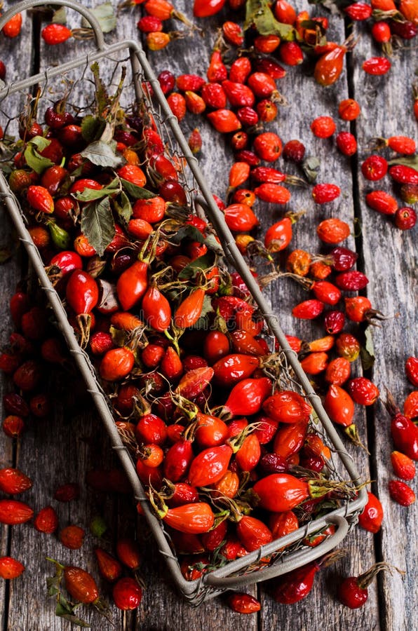 Cynorrhodons image stock. Image du églantier, centrale - 57865819