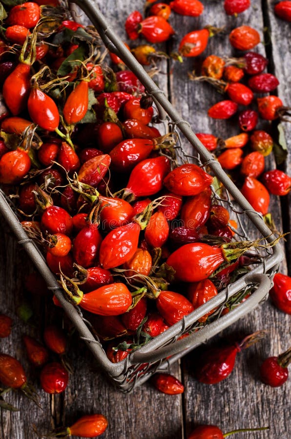 Cynorrhodons image stock. Image du églantier, centrale - 57865819