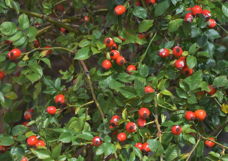 Cynorrhodons image stock. Image du antioxydant, bruyère - 57865819