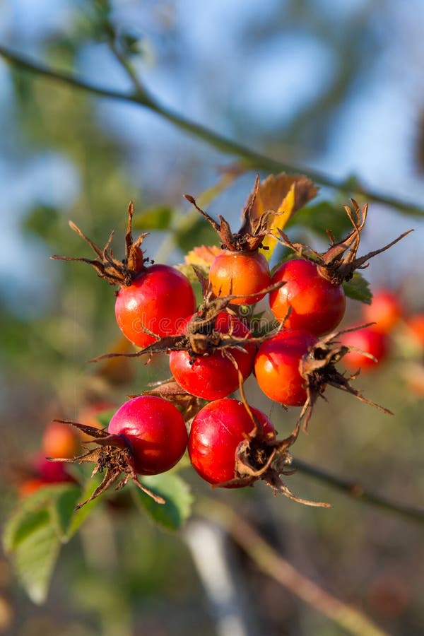 96,853 Photos de Fruit Rouge Sauvage - Photos de stock gratuites et ...