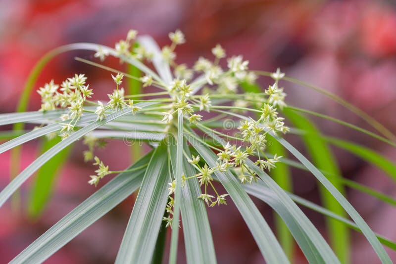 Cyperus Albostriatus Flower Stock Photo - Image of green, dwarf: 177374558