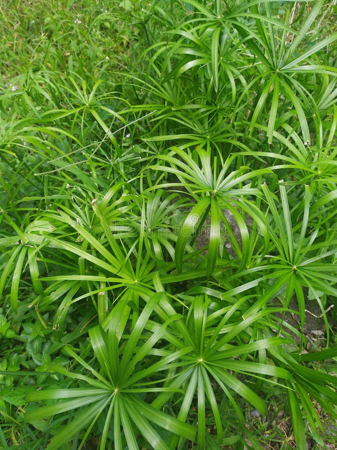 Cyperus Alternifolius stock photo. Image of alternifolius - 260420406