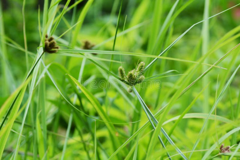 Cyperoides Stock Photos - Free & Royalty-Free Stock Photos from Dreamstime