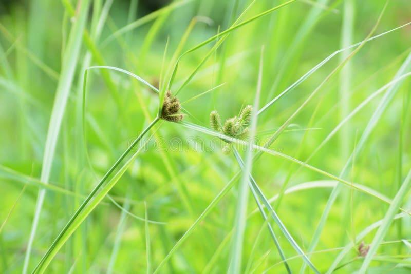 Cyperus cyperoides stock photo. Image of nutgrass, flower - 120138128