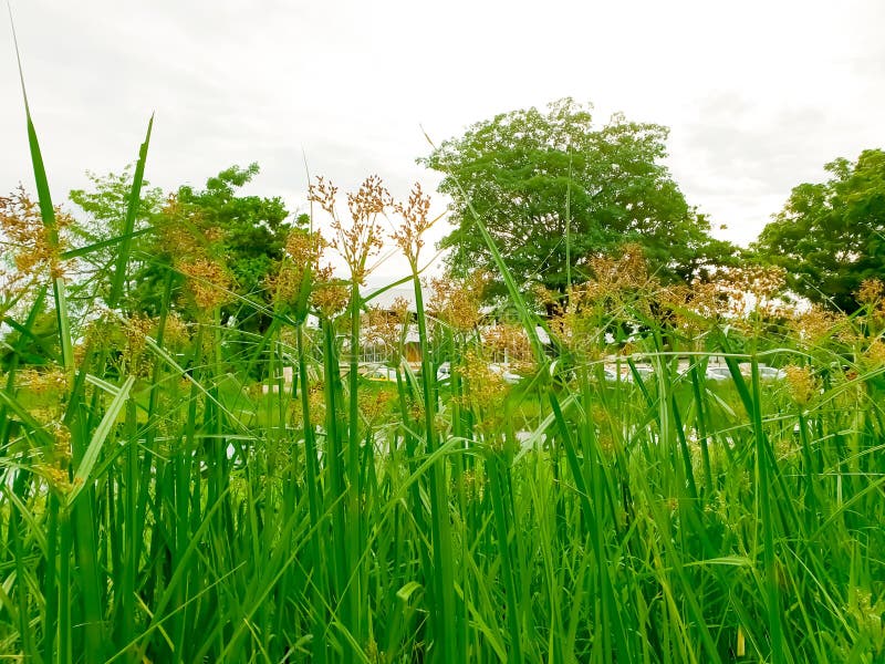 Cyperus Difformis Small Flower Umbrella Sedge, Smallflower Flat Sedge ...