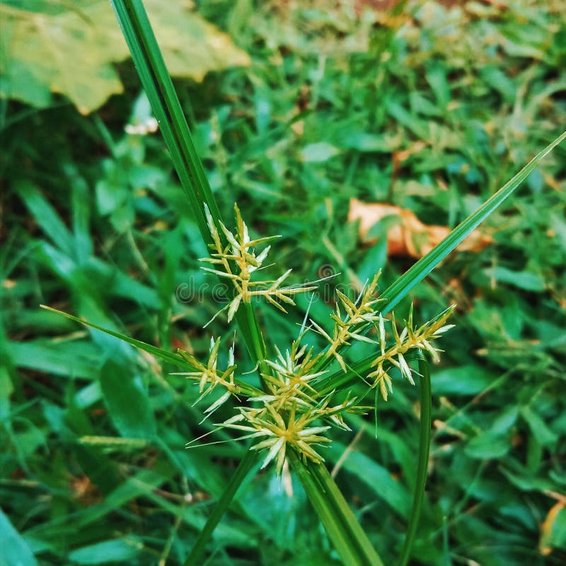 Cyperus Esculentus the Wild Grass Stock Photo - Image of fresh, grass ...