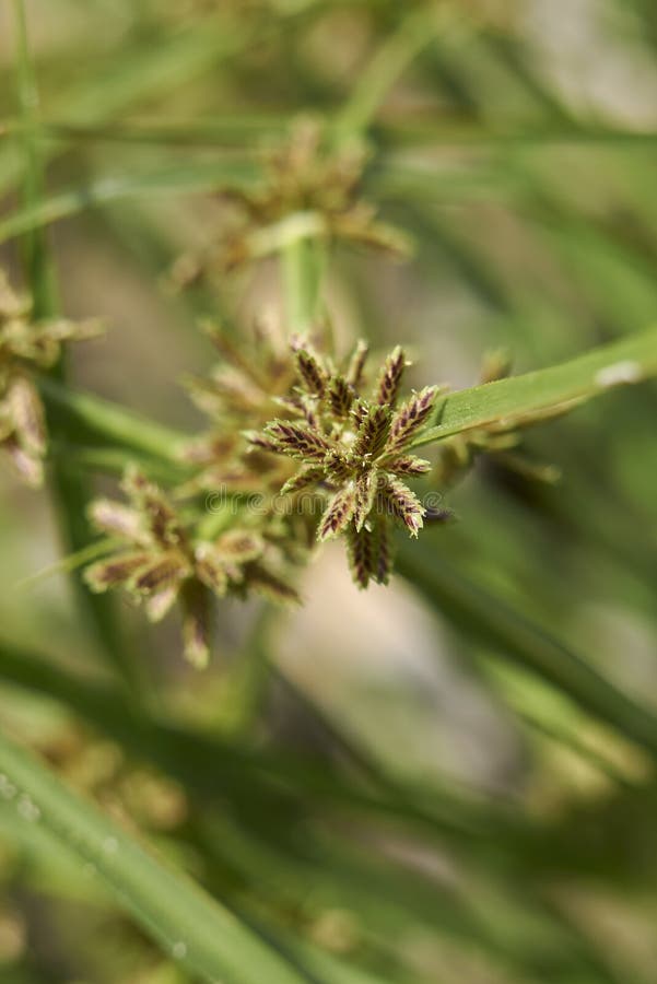 Cyperus fuscus plants stock image. Image of spikelet - 141021897