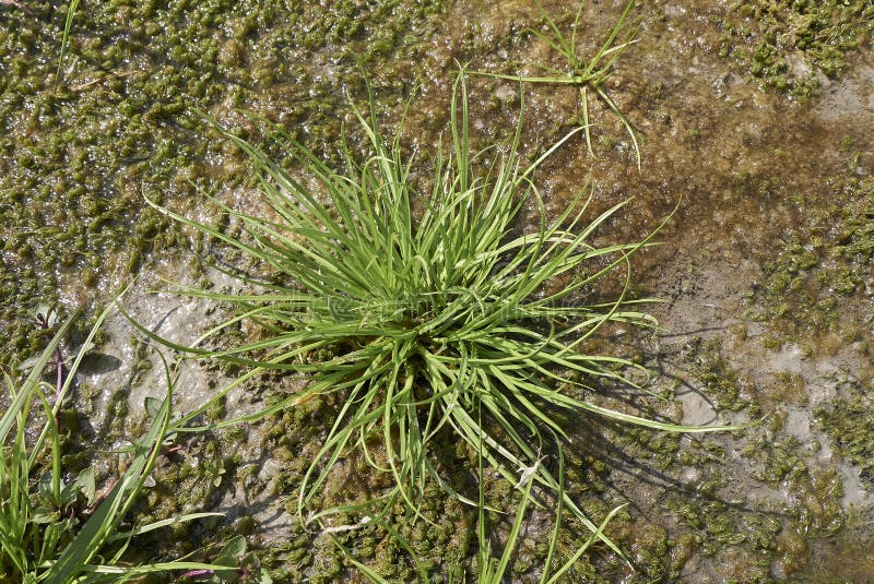 Cyperus fuscus plants stock image. Image of water, botany - 141021965