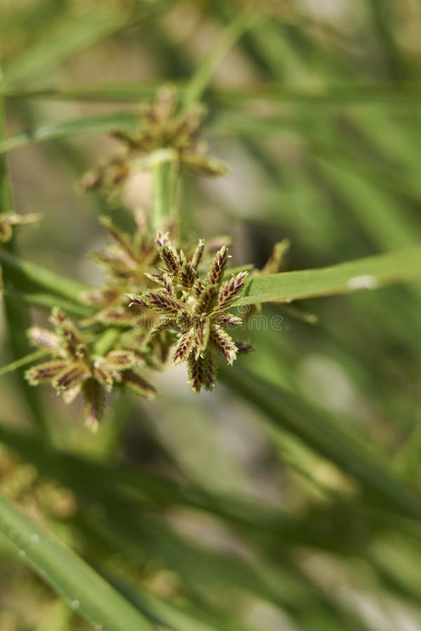 Cyperus fuscus plants stock photo. Image of season, cyperus - 141022166