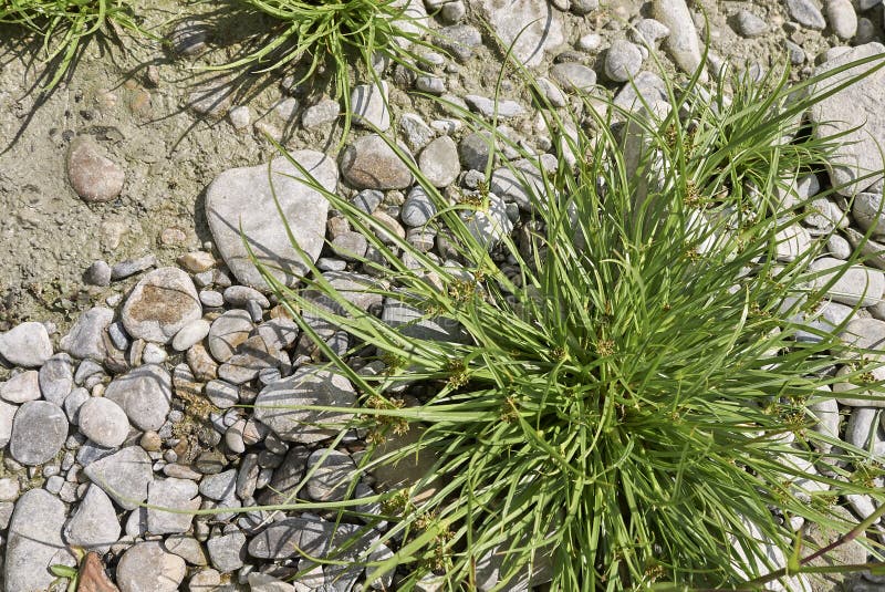 Cyperus fuscus plants stock photo. Image of uncultivated - 141022060