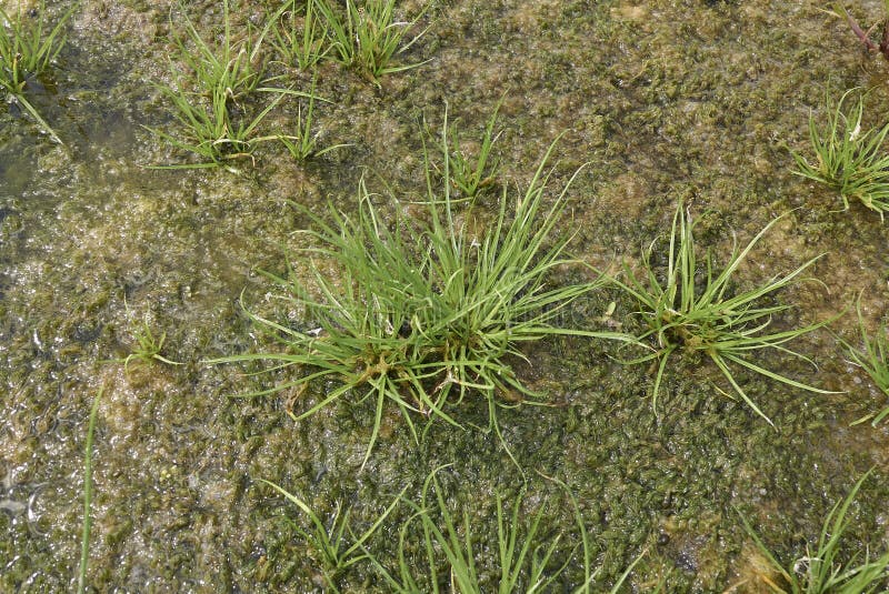 Cyperus fuscus plants stock image. Image of botany, inflorescence ...