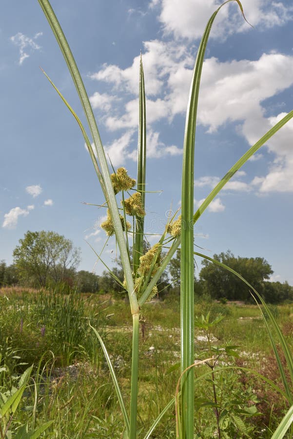 Cyperus Glomeratus in Bloom Stock Photo - Image of outdoor ...