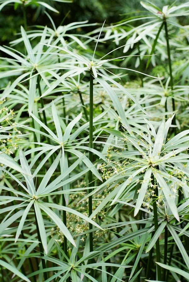Cyperus iria stock image. Image of botanical, summer - 14750463