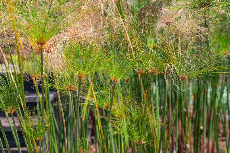 Cyperus Papyrus is a Species of Aquatic Flowering Plant in the ...