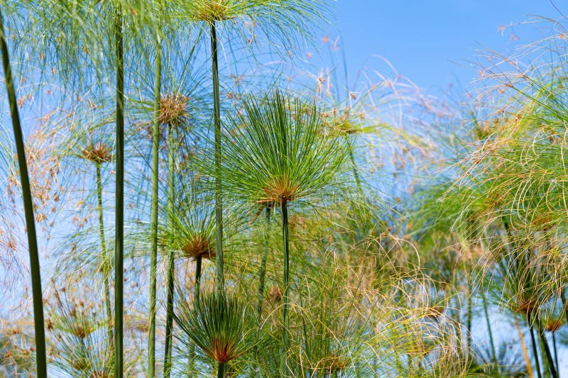 Cyperus papyrus closeup stock image. Image of closeup - 283508457