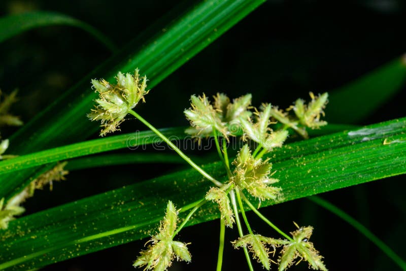 Cyperus Papyrus, Flowers of a Plant in a Botanical Collection, Ukraine ...