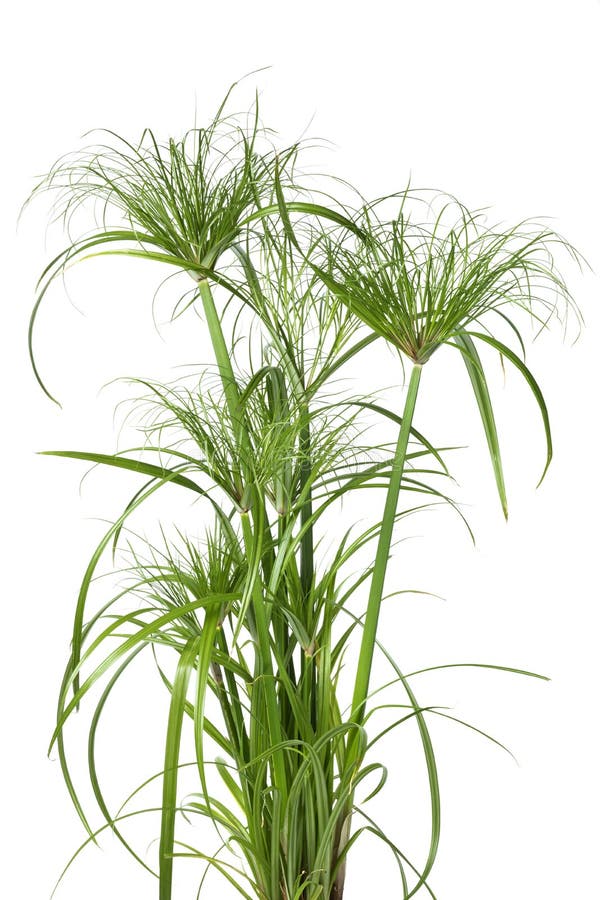 Cyperus Papyrus is a Species of Aquatic Flowering Plant in the ...