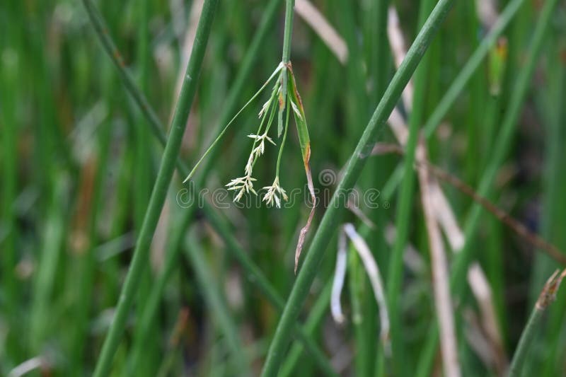 Cyperus Polystachyos Grass. Stock Photo - Image of family, green: 385791838