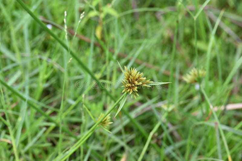 Cyperus Polystachyos Grass. Stock Image - Image of family, wild: 385943373