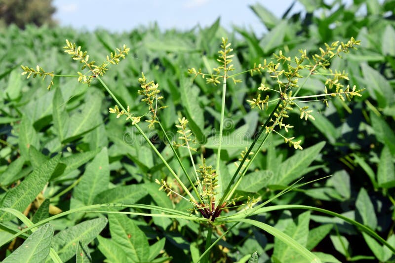 Cyperus Rotundus (Coco -grass) Also Known As Java Grass, Nut Grass ...