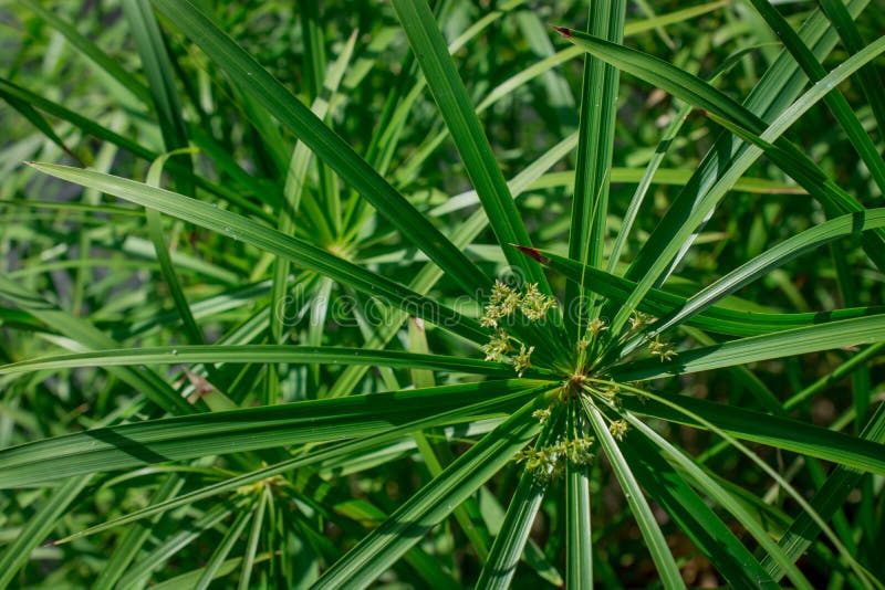 Cyperus Rotundus Coco-grass, Java Grass, Nut Grass, Purple Nut Sedge ...