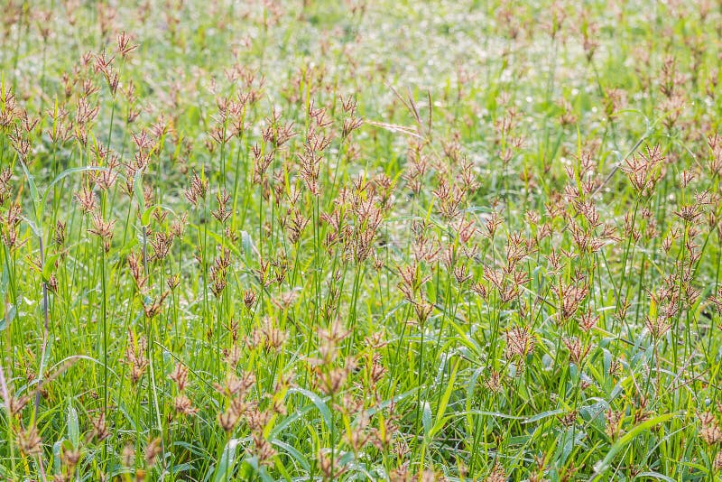 Cyperus rotundus flower stock photo. Image of bloom, lovely - 93521418