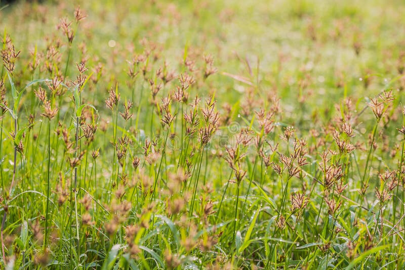 Cyperus rotundus flower stock image. Image of lovely - 93521419