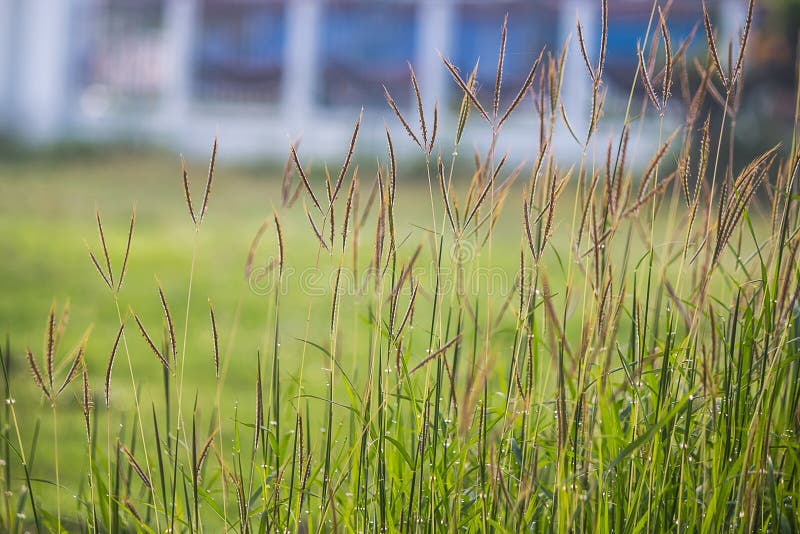 Cyperus rotundus flower stock photo. Image of small, yellow - 93521586