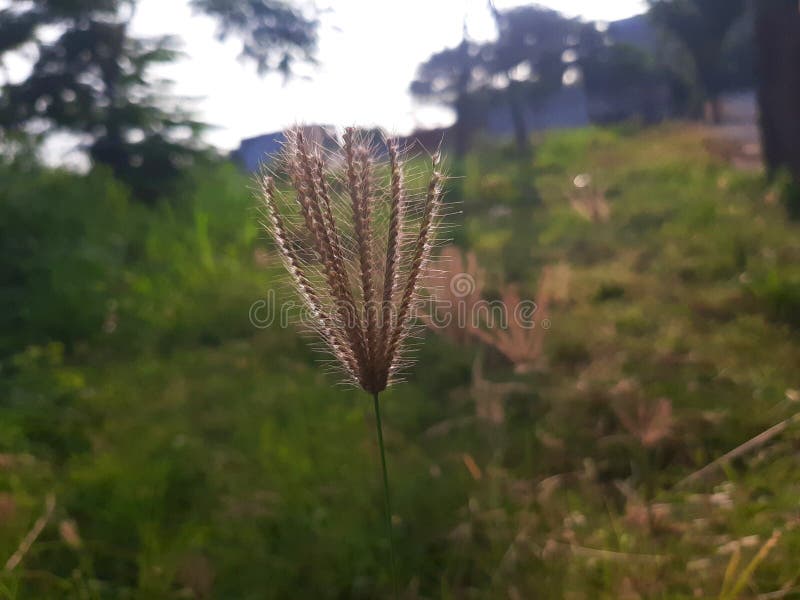 Cyperus Rotundus Photographed from Close Range Stock Image - Image of ...