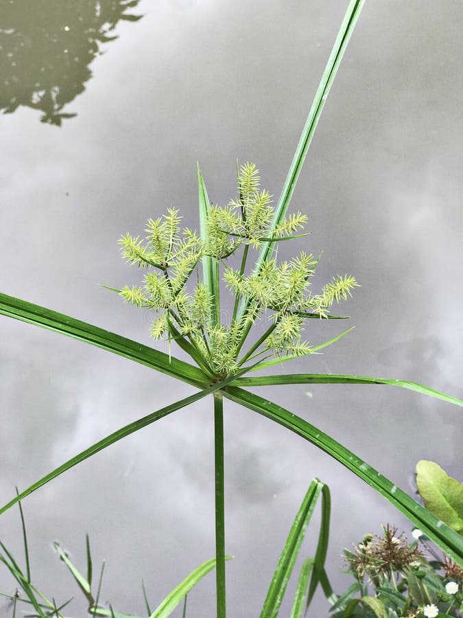 Cyperus Strigosus or Straw-colored Flatsedge Flower. Stock Image ...