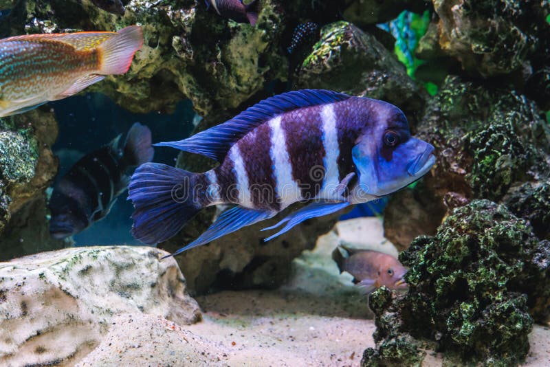 Cyphotilapia frontosa fish stock image. Image of marine - 269067723