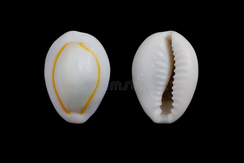 Cypraea annulus stock image. Image of tibia, specimen - 188590115