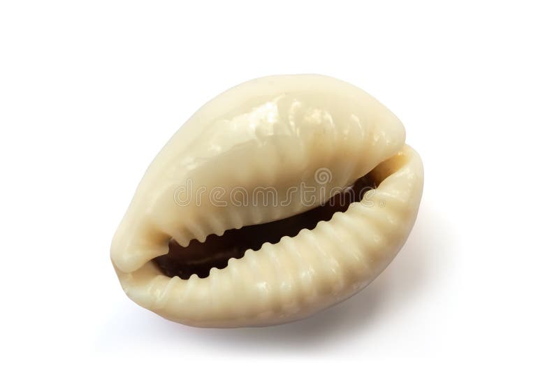 Monetaria Annulus Stock Photos - Free & Royalty-Free Stock Photos from ...