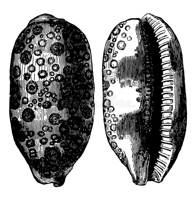 Argus Stock Illustrations – 71 Argus Stock Illustrations, Vectors ...