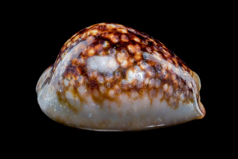 Cypraea caputserpentis stock image. Image of money, latin - 188590135