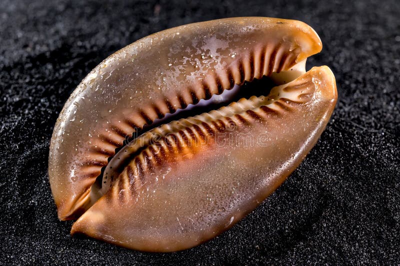 Cypraea caputserpentis stock image. Image of money, latin - 188590135